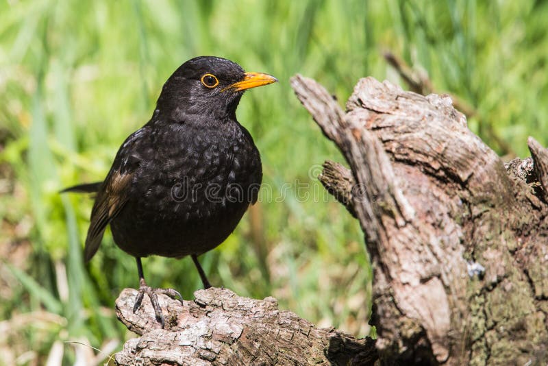 Amsel stockfoto. Bild von mann, amsel, baum, nave, vögel - 54143298
