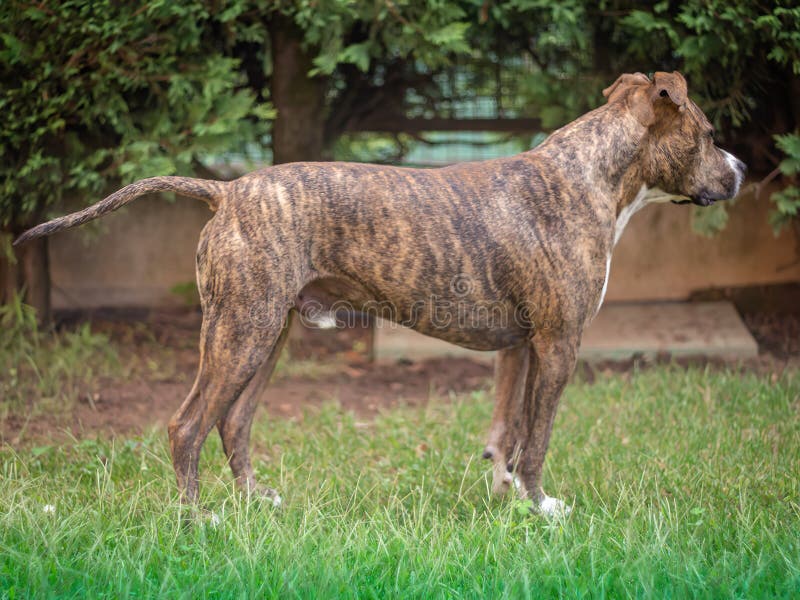 Amstaff dog stock image. Image of beauty, little, creature - 214094987