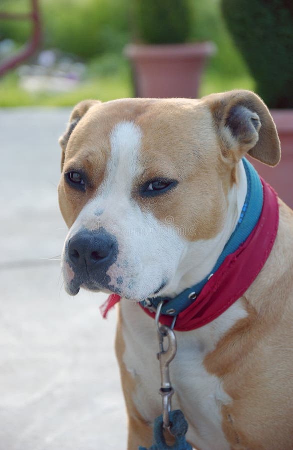 Picture Of A Amstaff- / Rottweiler Mix Stock Image - Image of cross ...