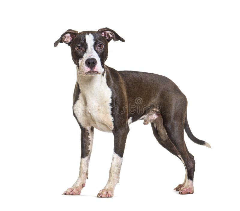 Amstaff Standing in Front, Isolated Stock Image - Image of staff ...
