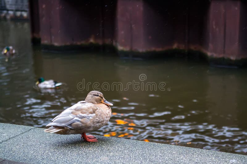 Amsterdam Duck in the Street Stock Photo - Image of spring, view: 126071908