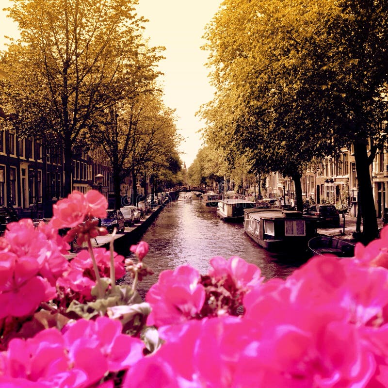 Amsterdam flowers stock photo. Image of holland, amsterdam - 42635254