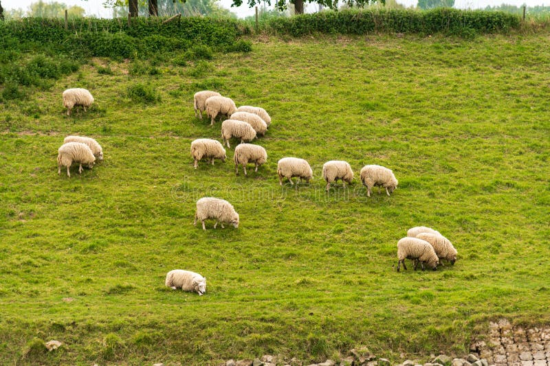 Bankside Scene at the Sluis Norde on the Amsterdam-Rhine Canal Stock ...