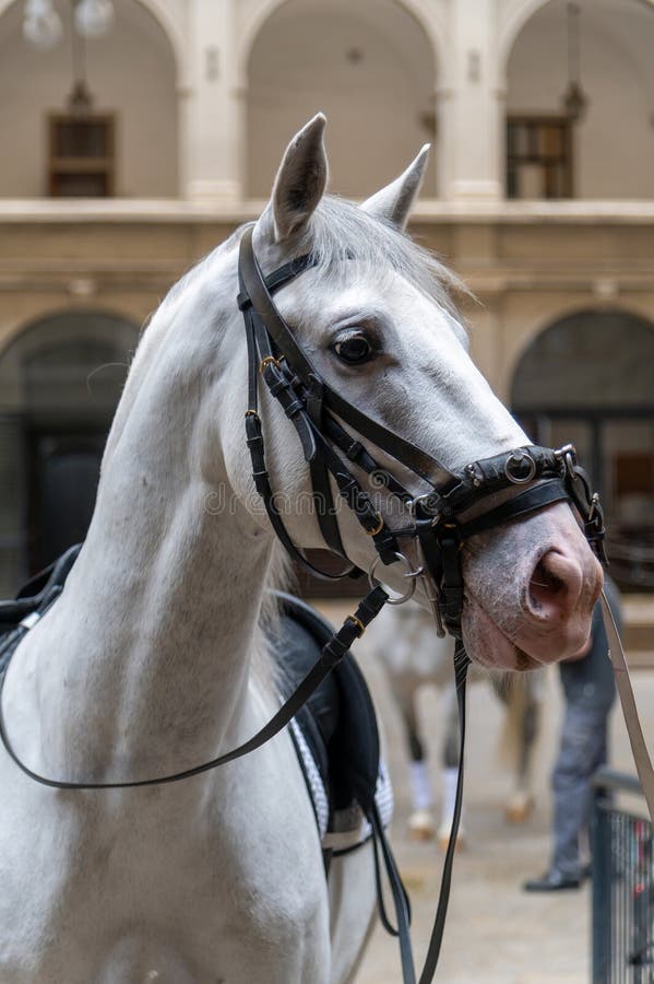 Lippizaner Stallion Stables at the Spanish Riding School Vienna Austria ...