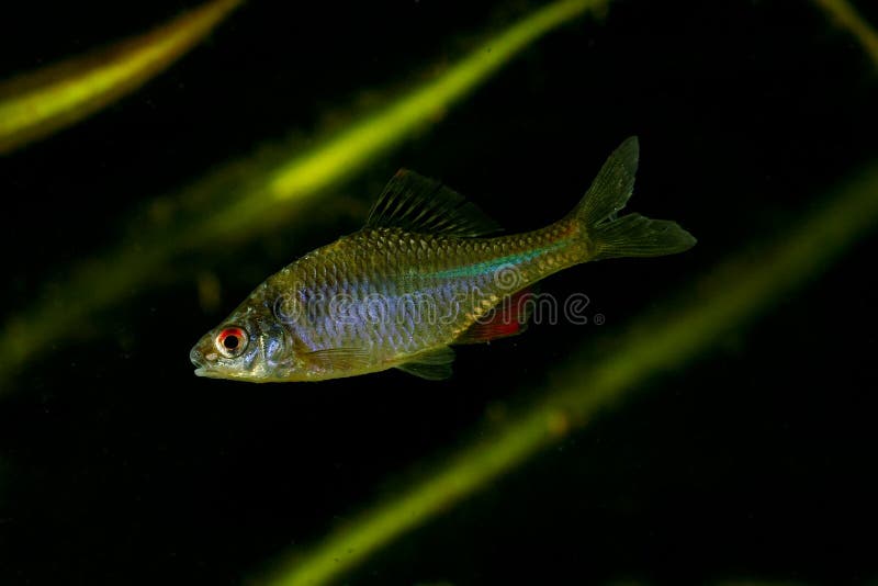 Poissons De Sericeus D'Amur Bitterling - De Rhodeus Petits De La ...