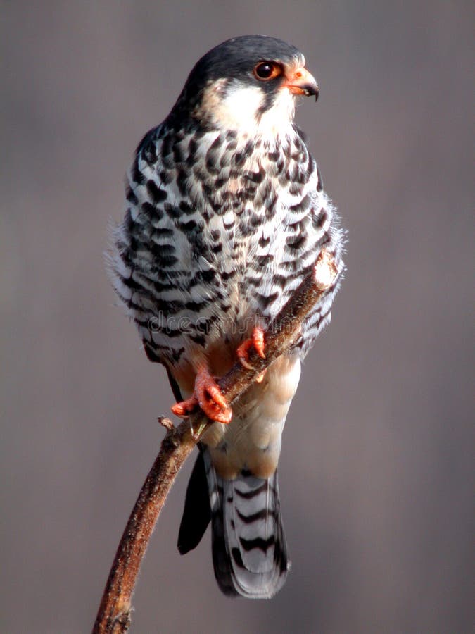 Amur falcon stock image. Image of birds, bird, animal - 8625139