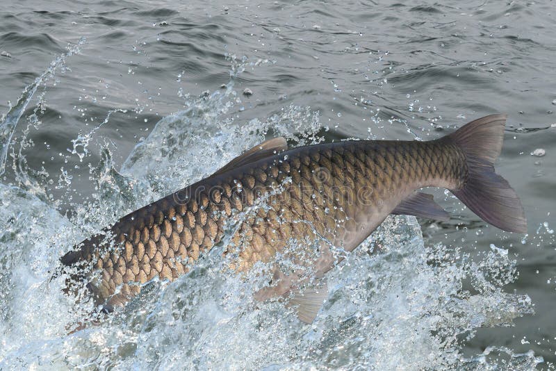 Amur or Grass Carp Fish Jumping with Splashing in Water Stock Image ...