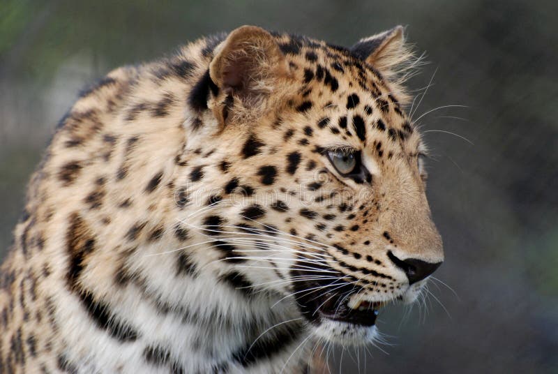 Amur Leopard stock photo. Image of predator, beast, mammal - 63290426