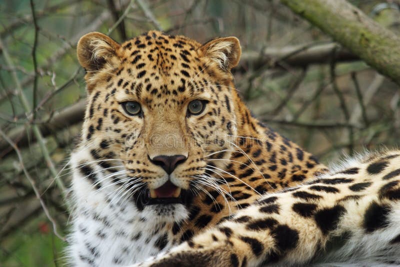 Amur leopard stock photo. Image of beast, head, leopard - 1888874