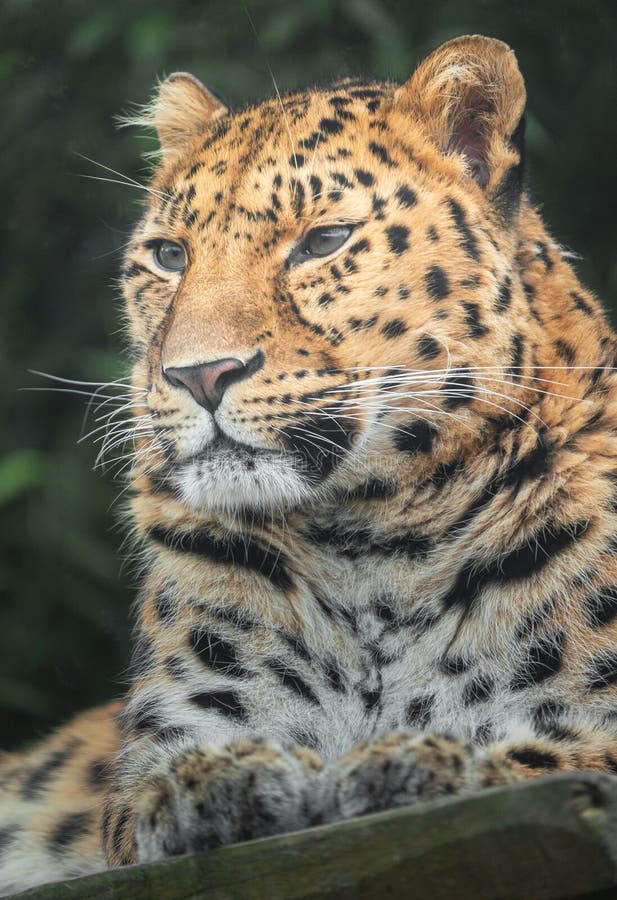 Amur leopard stock image. Image of danger, mammal, amur - 269775213