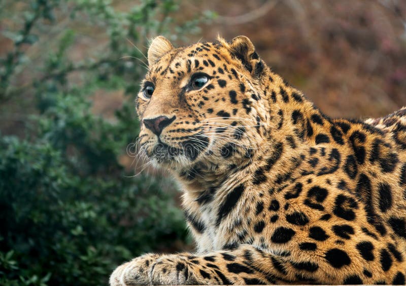 Amur leopard stock photo. Image of african, leopard - 269775234