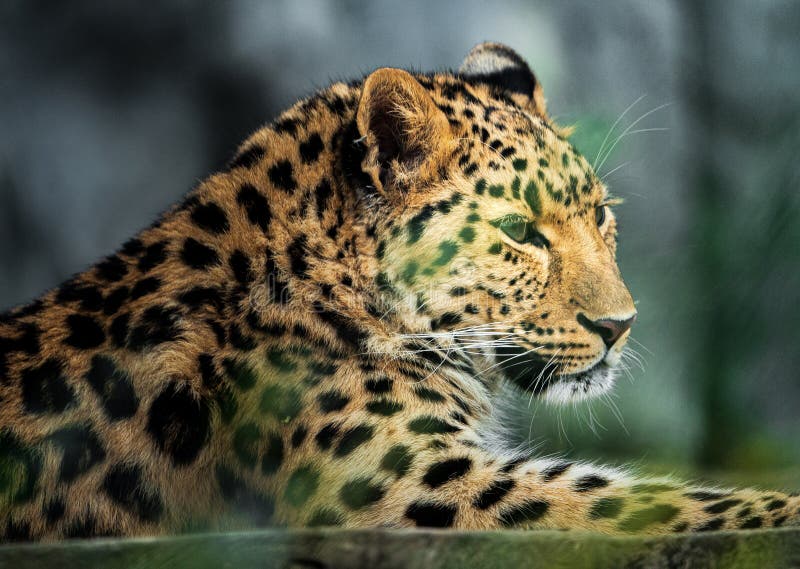 Amur leopard stock photo. Image of hunter, cute, feline - 269775258