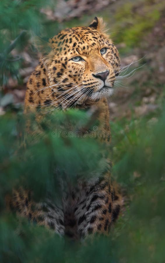 Amur leopard stock image. Image of jungle, feline, dangerous - 269863461