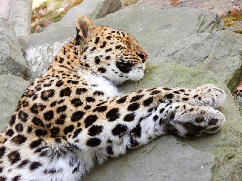 Amur Leopard is the Rarest Leopard on Earth Stock Photo - Image of ...
