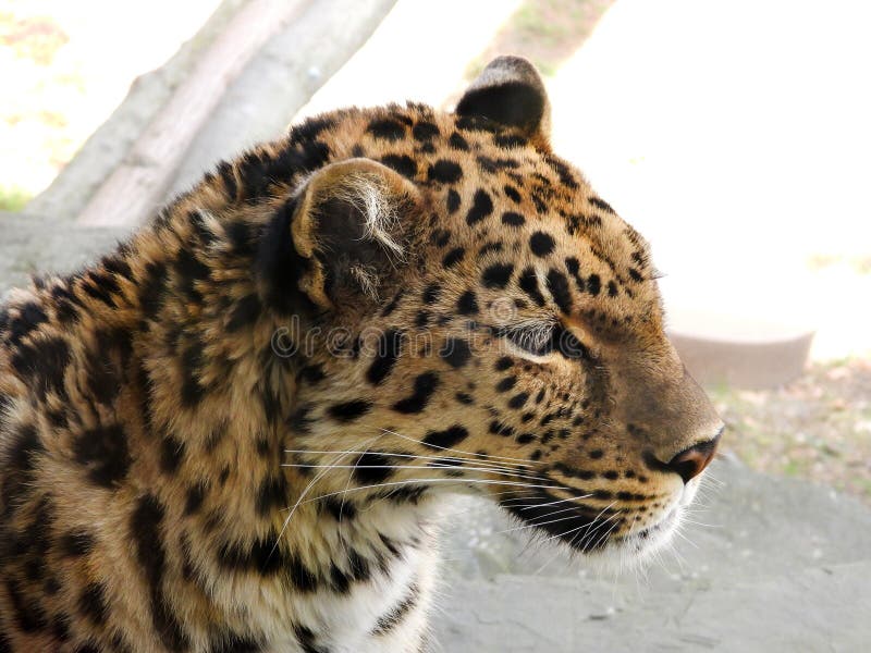 Zoo Wild Cat Amur Leopard Relaxes in Enclosure Stock Image - Image of ...