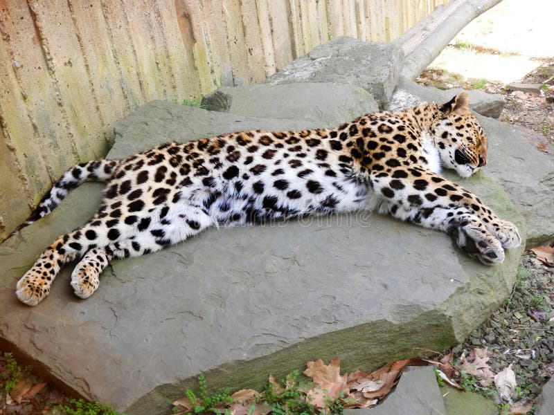 Body Temperature Snow Leopard Stock Photos - Free & Royalty-Free Stock ...