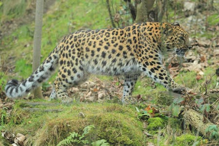 Amur leopard stock image. Image of pardus, manchurian - 28556491