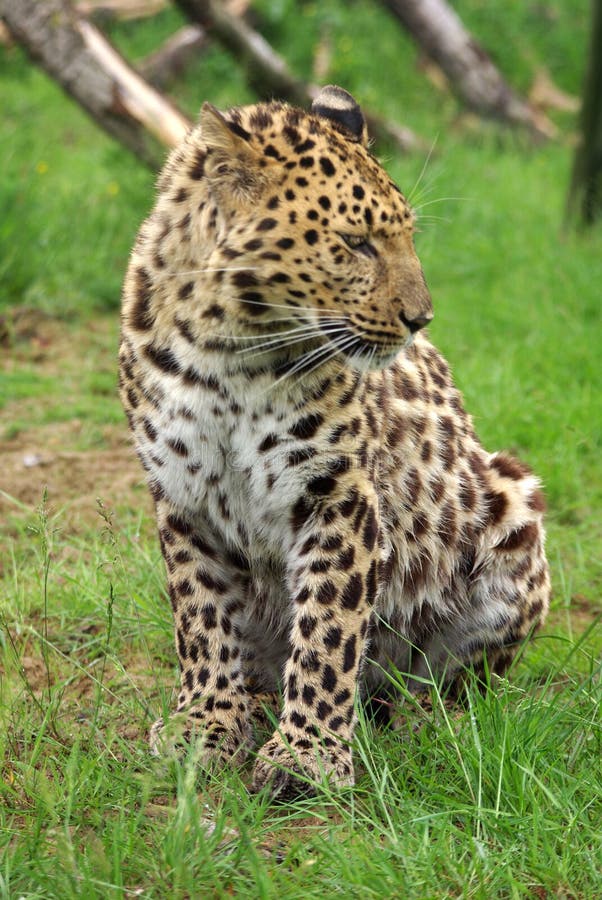 Amur Leopard Picture. Image: 4736233