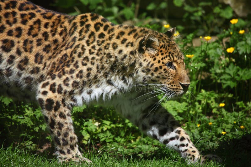 Amur Leopard stock image. Image of animals, pattern, endagered - 2378327