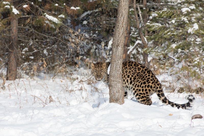 Amur Leopard stock photo. Image of orientalis, amur - 105273886