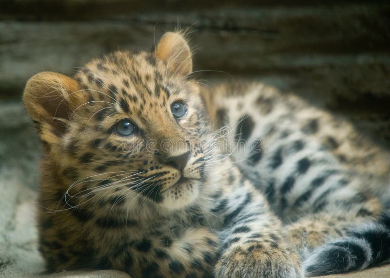 Amur leopard baby stock image. Image of portrait, amur - 64769107