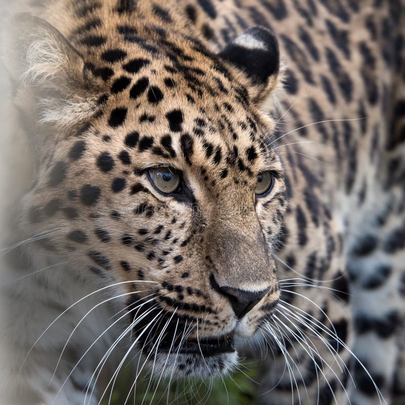 Amur leopard in captivity stock image. Image of face - 117403979