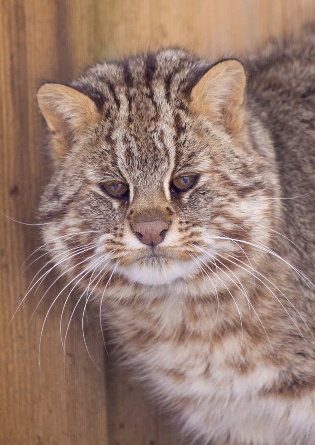 Amur leopard cat stock image. Image of cute, portrait - 15435281