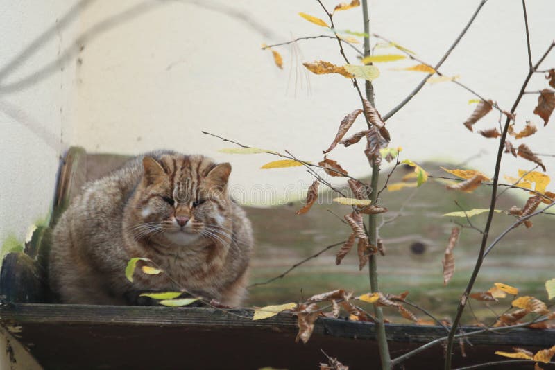 Amur leopard cat stock image. Image of animal, mammal - 104043091