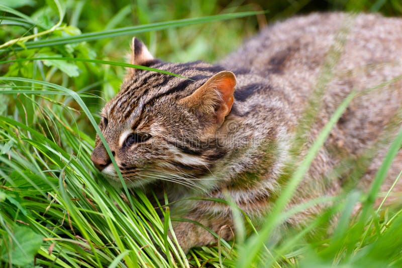 The Amur leopard cat stock image. Image of closeup, endangered - 331679203