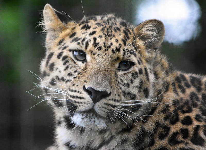 Amur Leopard with Wistful Eyes Stock Image - Image of extinction ...