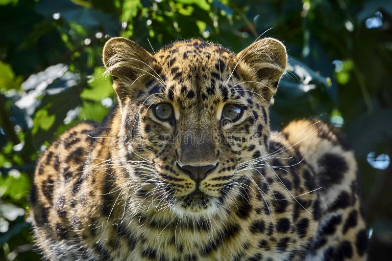 Close Up Portrait of Amur Leopard Stock Image - Image of closeup, view ...