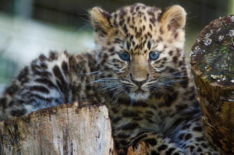 An Amur Leopard Cub stock image. Image of motion, baby - 84435011