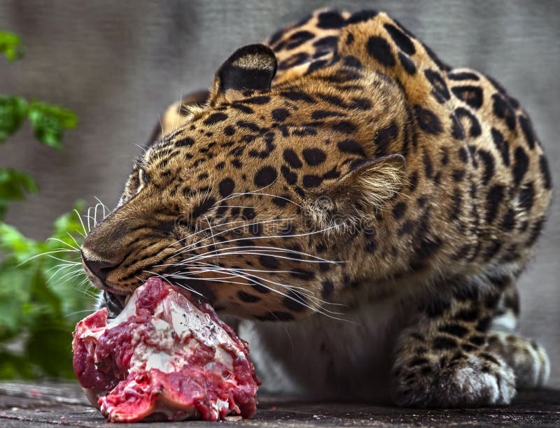 Amur leopard eats meat 1 stock image. Image of population - 229774563