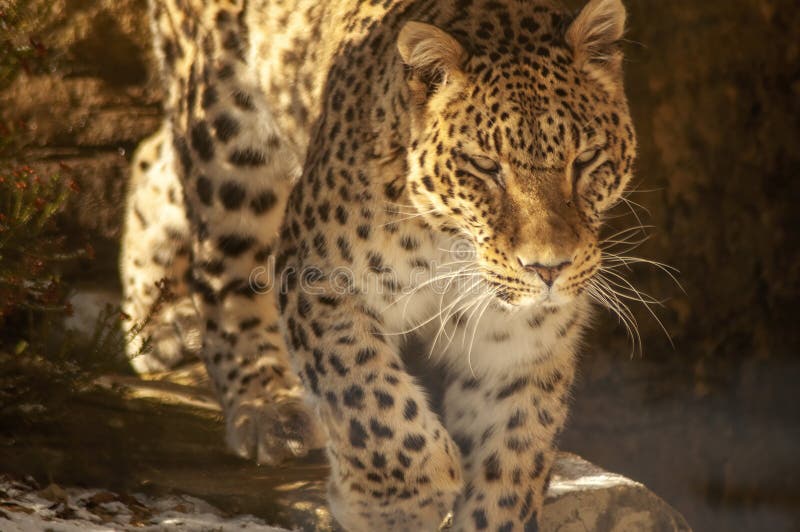 Lurches Stock Photos - Free & Royalty-Free Stock Photos from Dreamstime