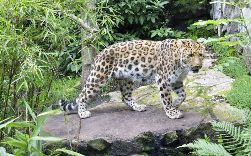 Amur Leopard stock image. Image of portrait, nature, animal - 41594759