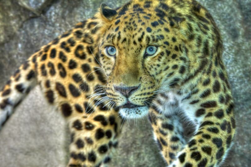 Amur Leopard in High Dynamic Range Hdr Stock Photo - Image of felidae ...