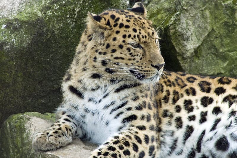 Amur Leopard - Panthera Pardus Orientalis Stock Image - Image of pardus ...