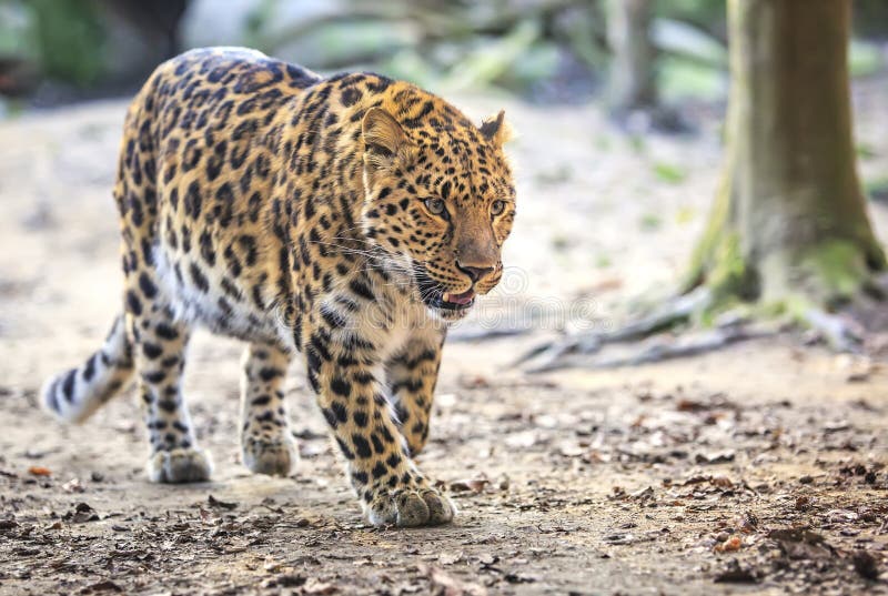 Amur Leopard - Panthera Pardus Orientalis Stock Photo - Image of fauna ...