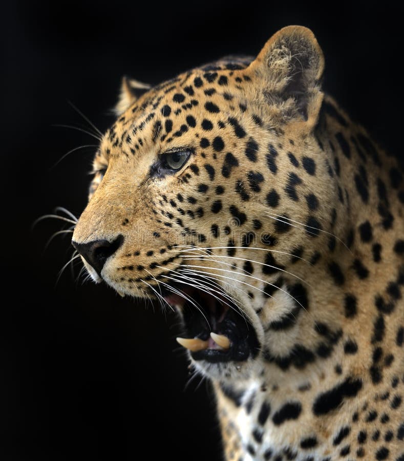 Amur Leopard stock photo. Image of amur, trees, wildlife - 33743906
