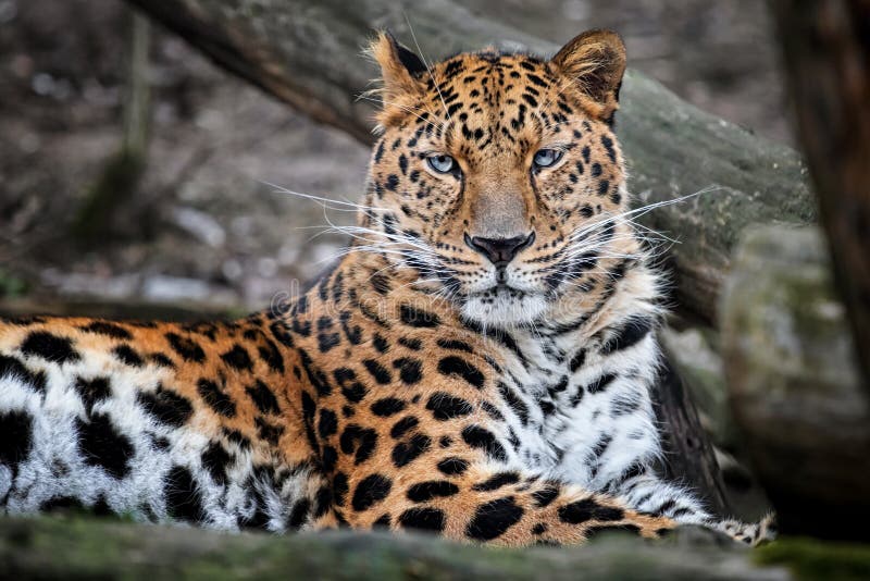 Amur leopard stock photo. Image of outdoors, fast, lair - 185934312