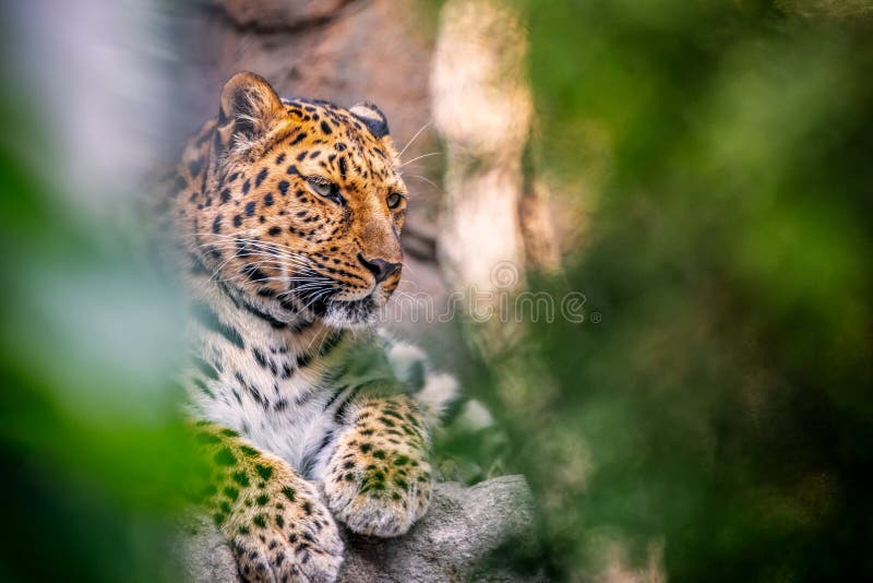 Amur Leopard Resting stock image. Image of cute, feline - 254270749