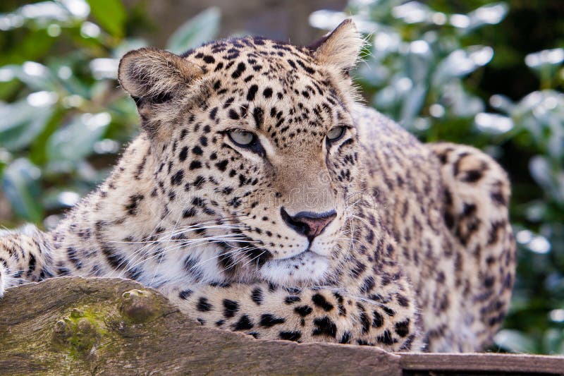 Amur leopard resting stock image. Image of spot, breeding - 292915879