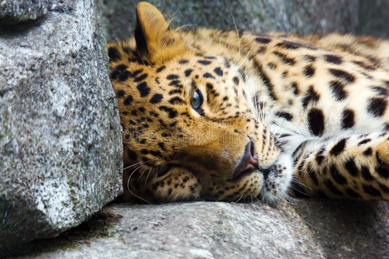 Amur Leopard in High Dynamic Range Hdr Stock Photo - Image of felidae ...