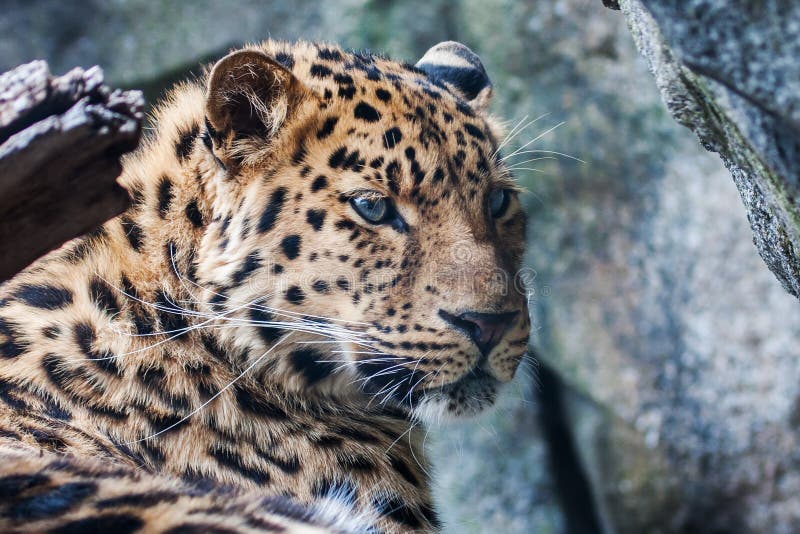 Amur Leopard in High Dynamic Range Hdr Stock Photo - Image of felidae ...