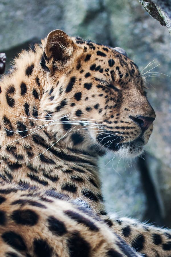 Amur Leopard in High Dynamic Range Hdr Stock Photo - Image of felidae ...
