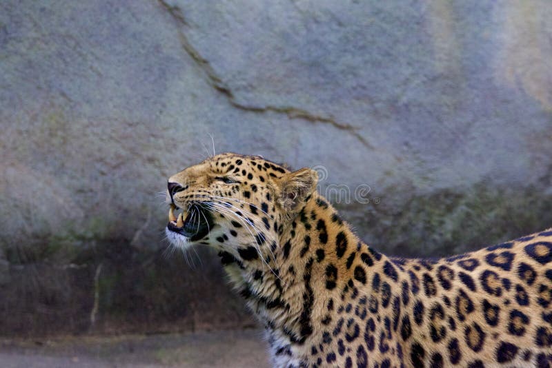 Leopard Showing Teeth stock image. Image of five, predators - 162187125