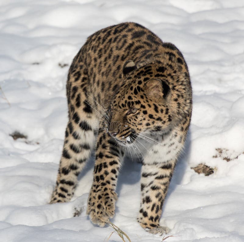 Amur Leopard stock image. Image of environment, wildcat - 105273913