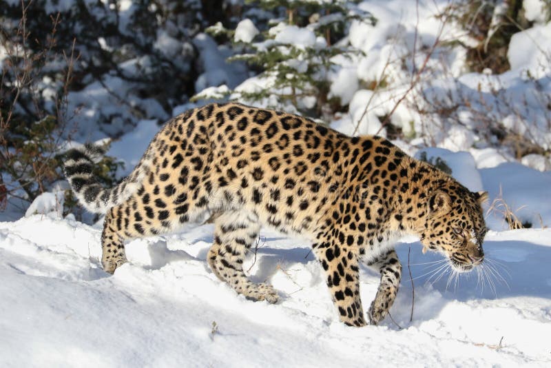 Amur Leopard in the snow stock image. Image of beast - 105273775 Amur Leopard in the snow stock image. Image of beast - 105273775