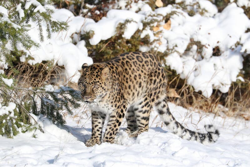 Amur Leopard in the snow stock image. Image of beast - 105273775 Amur Leopard in the snow stock image. Image of beast - 105273775