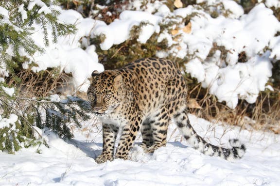 Amur Leopard in the snow stock image. Image of beast - 105273775